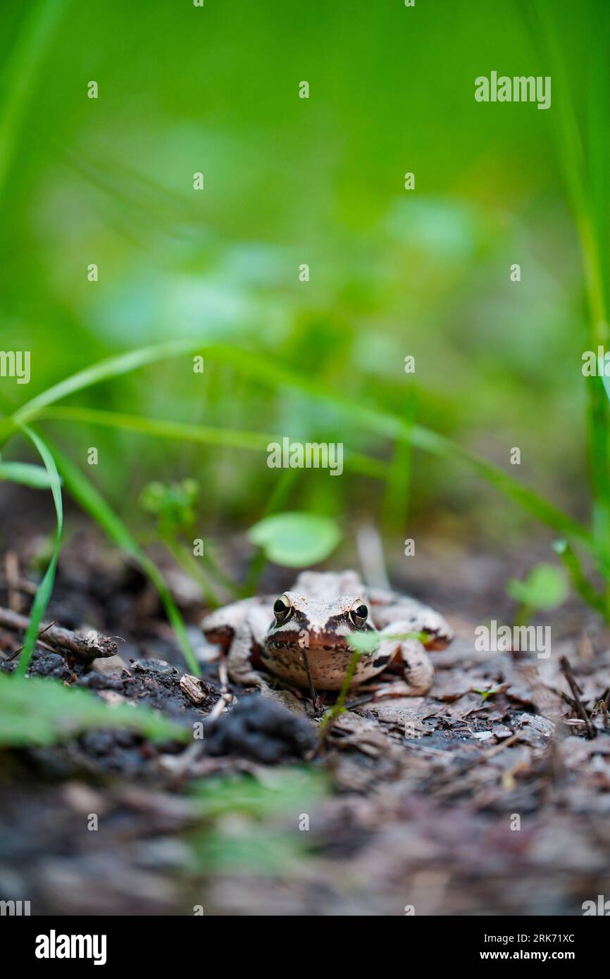 Frog hopping on grass hi-res stock photography and images - Alamy