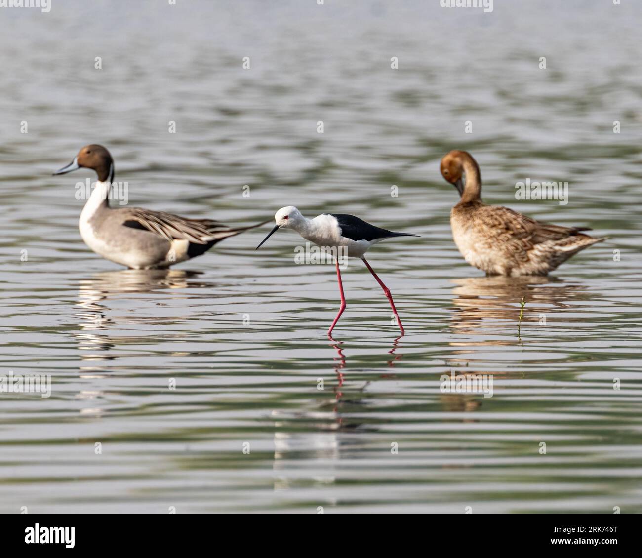 Two birds standing in shallow water, looking around in a curious manner ...
