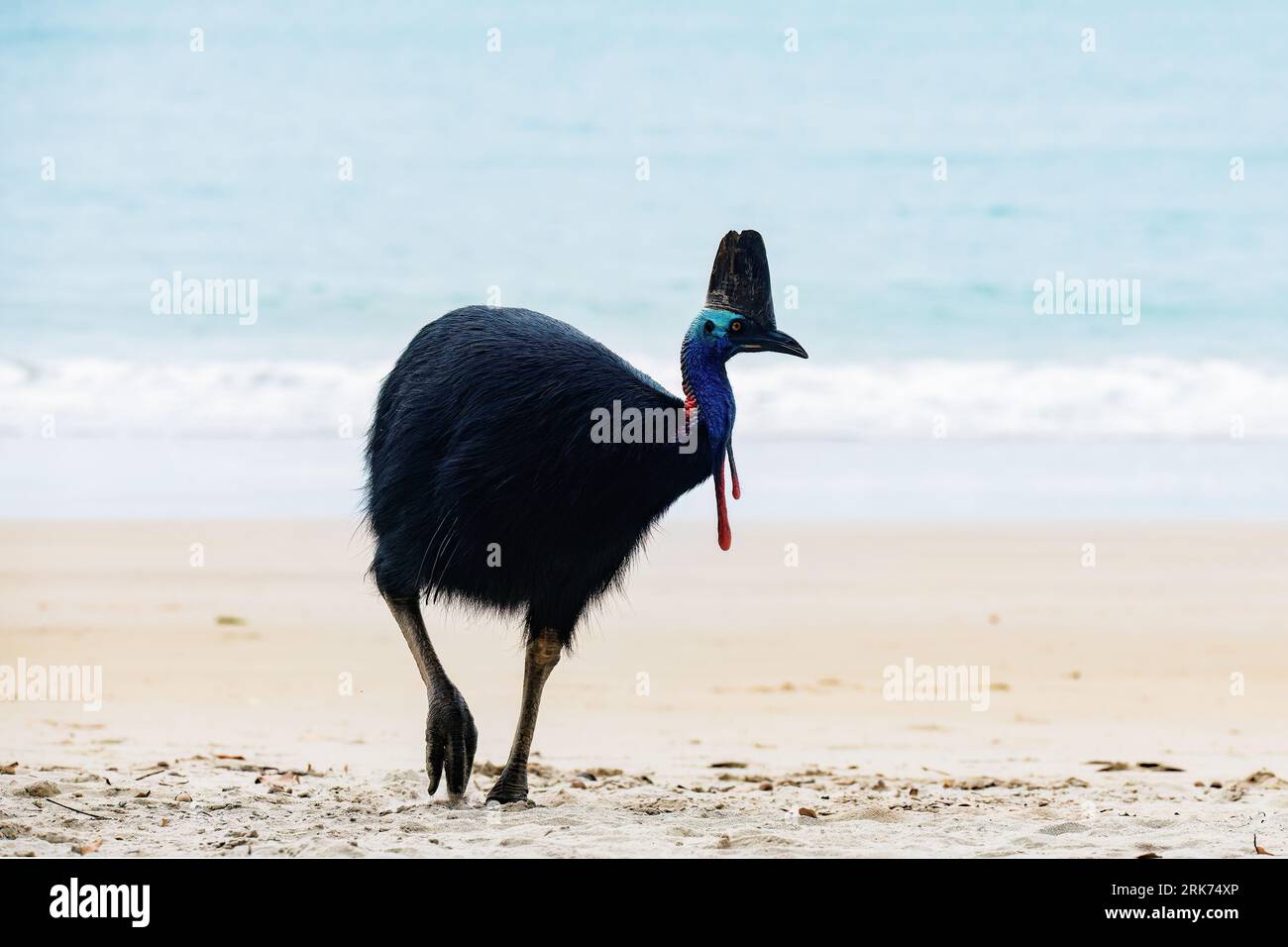 Striking cassowary hi-res stock photography and images - Alamy