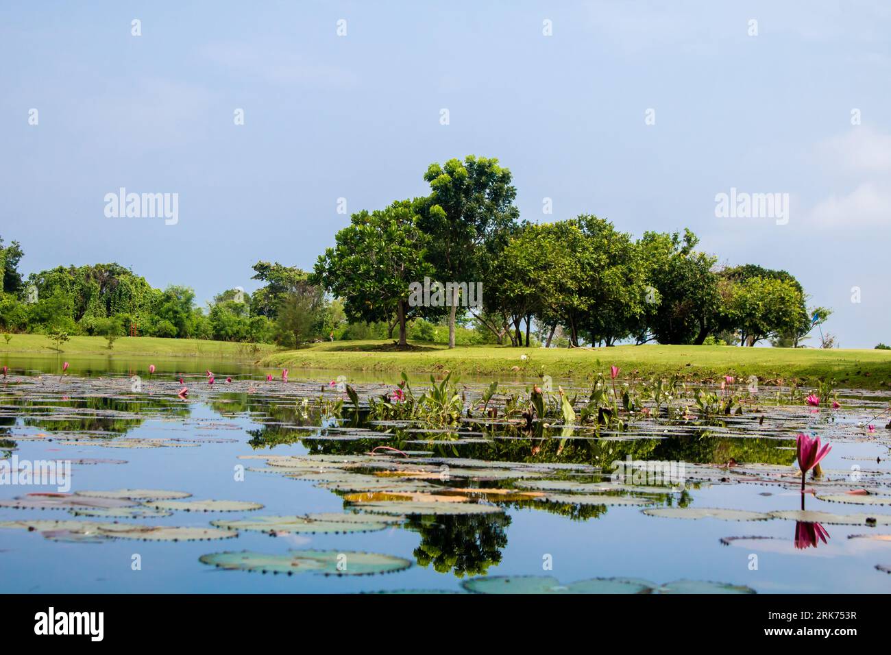 Lake pond with A Beautiful Blooming pink Lotus Water Lily Pad Flowers ...