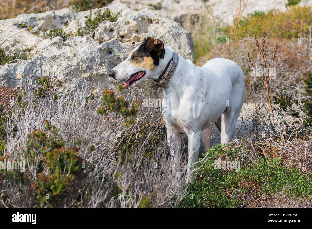 Close up shot of the face of a fox terrier and pointer cross mix breed ...