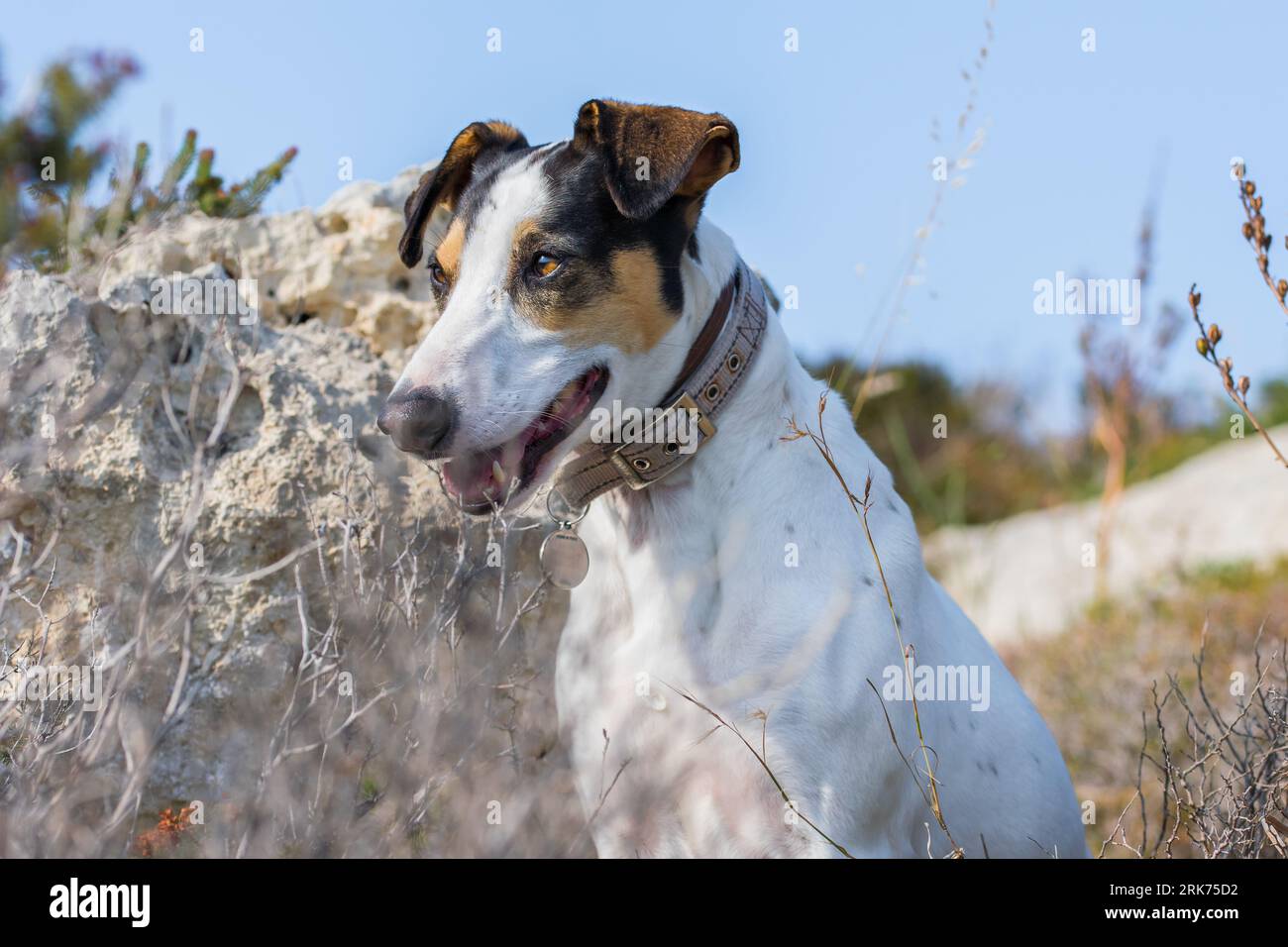 Close up shot of the face of a fox terrier and pointer cross mix breed ...