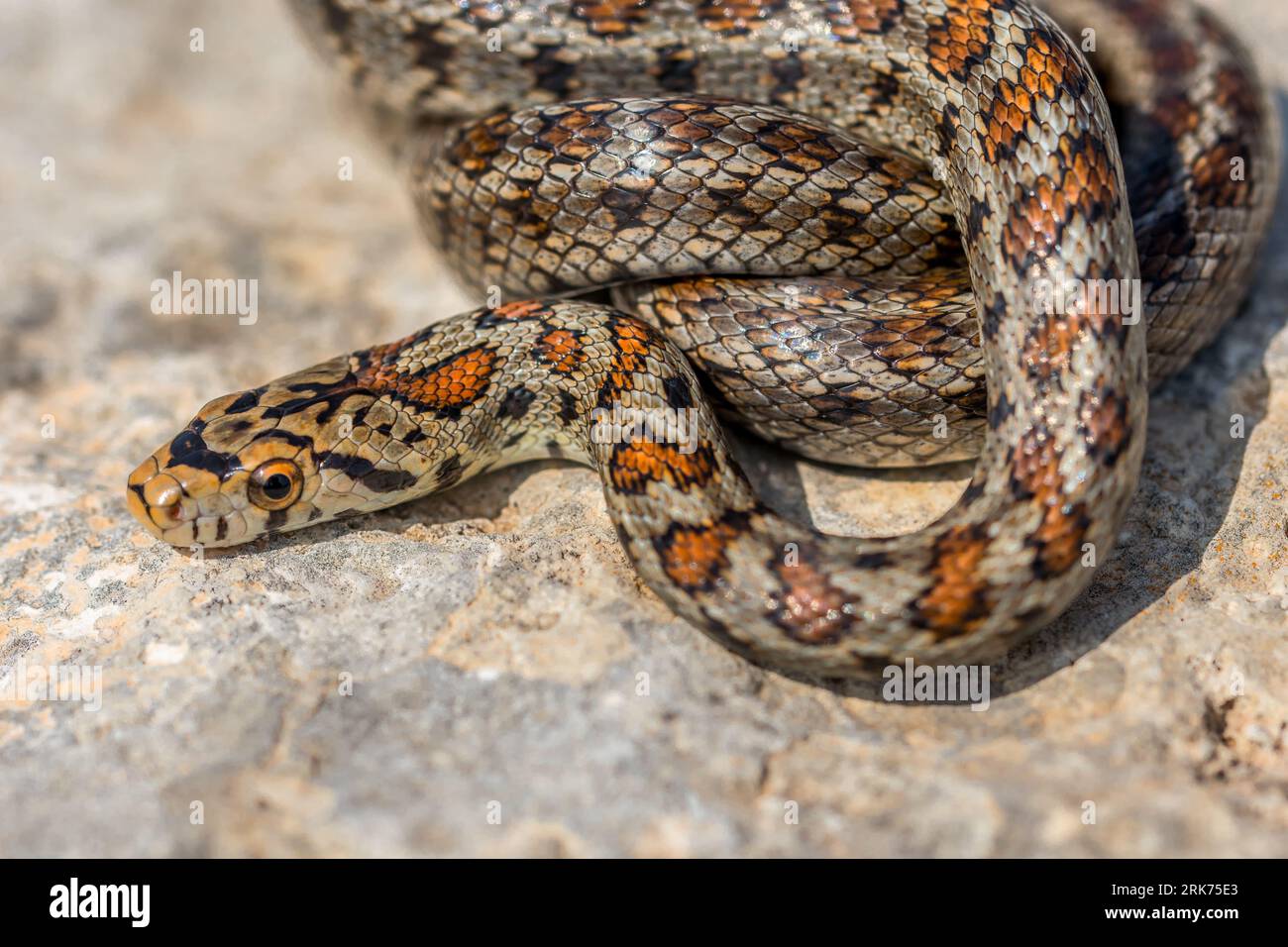 Endemic to the maltese islands hi-res stock photography and images - Alamy