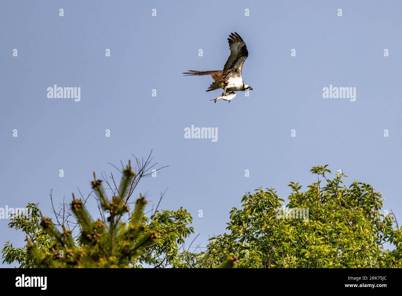 An Osprey (Pandion haliaetus) holding a fish flying against a backdrop ...