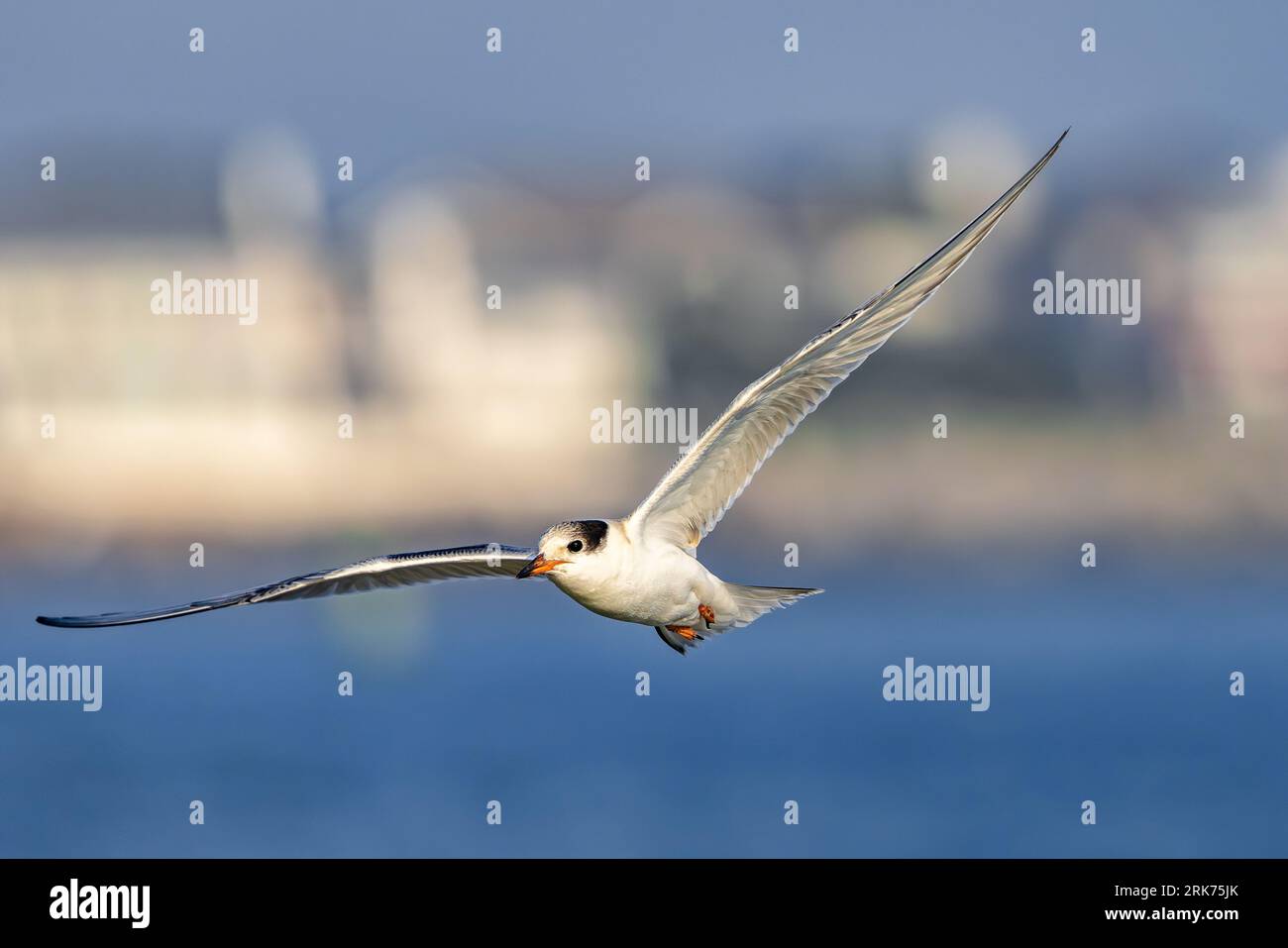 An elegant black and white Tern (Sternidae) bird in flight against a ...