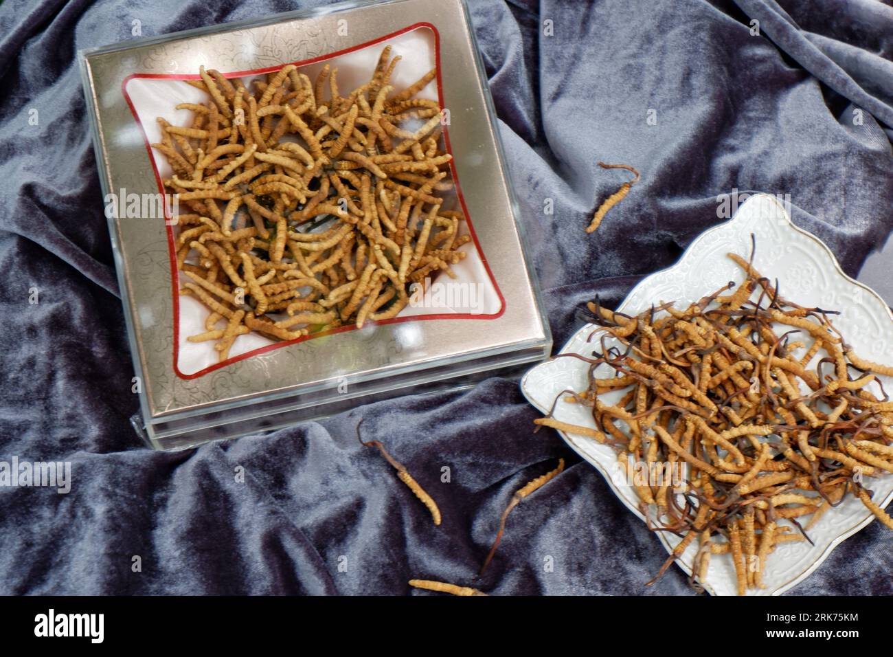 A top view of plates filled with caterpillar fungus (Ophiocordyceps ...