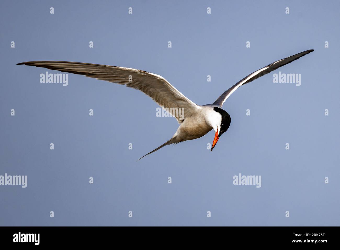 An elegant black and white Tern (Sternidae) bird in flight against a ...