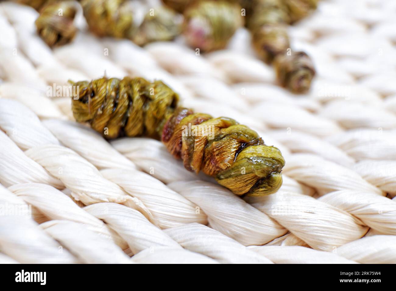 Dendrobe hi-res stock photography and images - Alamy