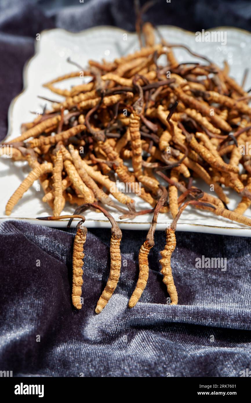 A close-up of a plate filled with caterpillar fungus (Ophiocordyceps ...