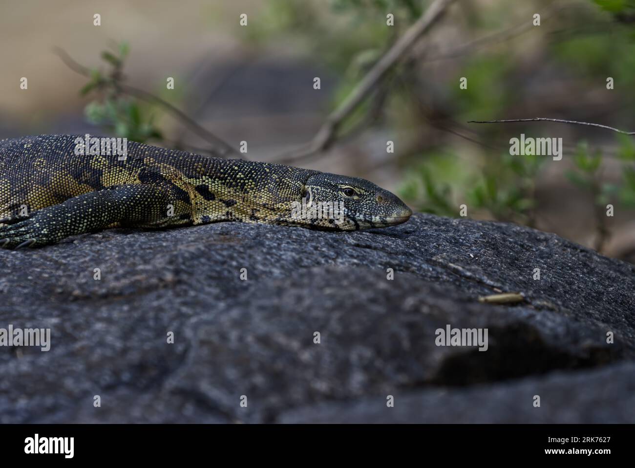 An adult nile monitor lizard basking in the sun on a large rock ...