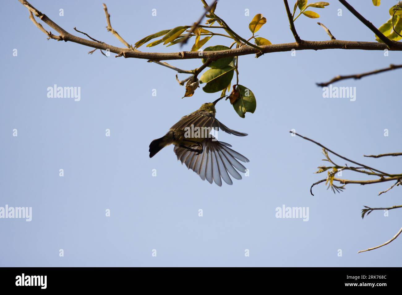 A vibrant Olive-backed sunbird is seen in full flight against a sunny ...