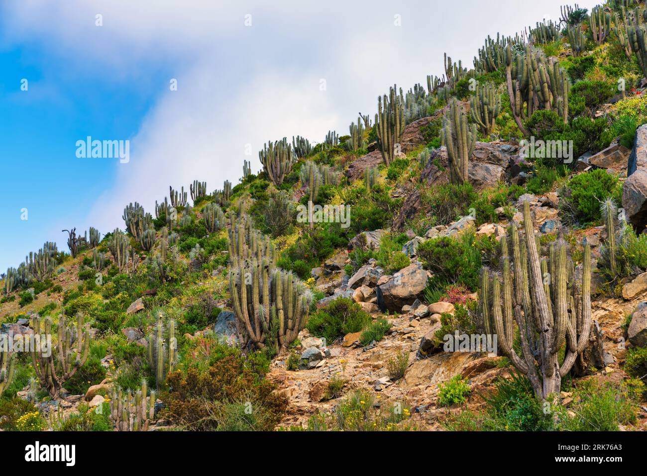 A view of a flowering desert with cacti and yellow flowers, Atacama ...