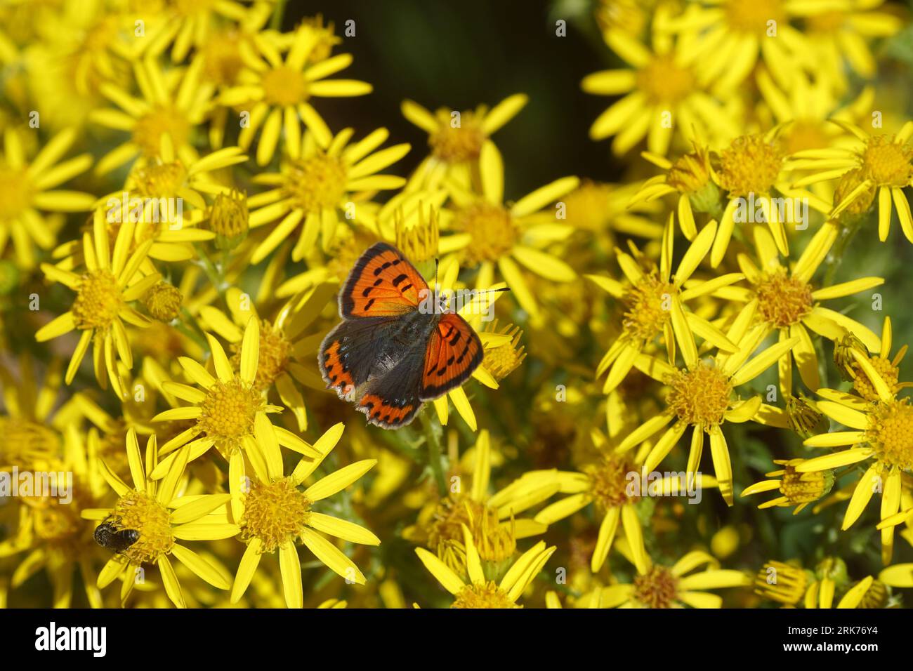 Small copper, American copper or common copper (Lycaena phlaeas ...