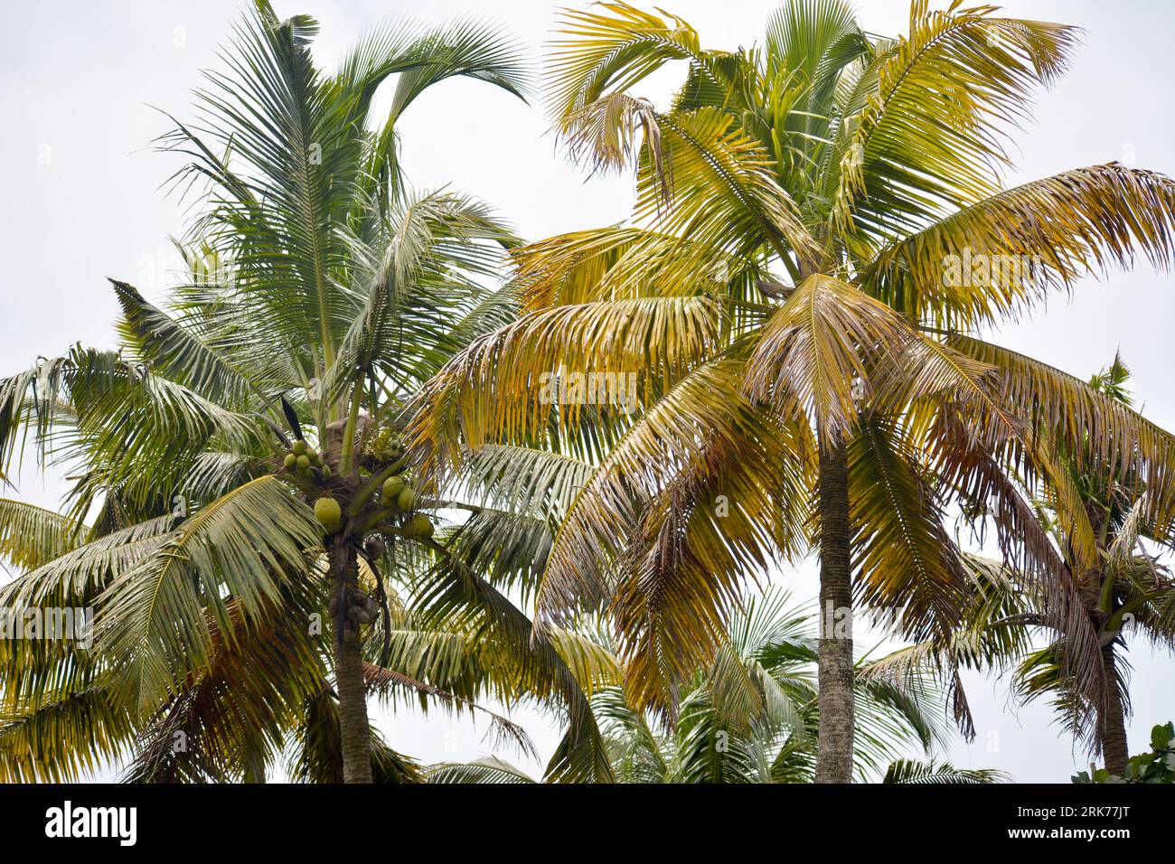 Coconut Trees in Kerala, India Stock Photo - Alamy