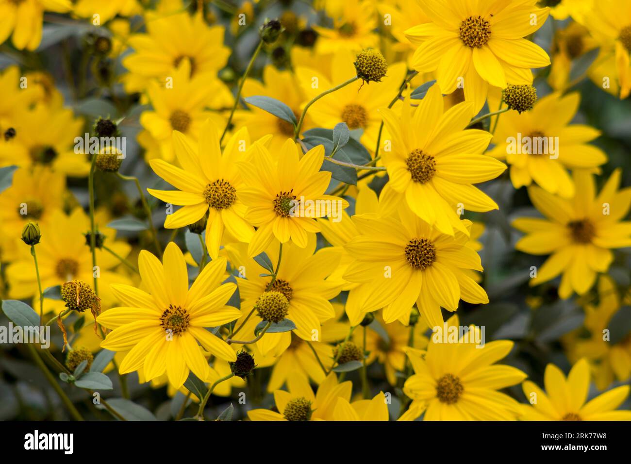 yellow flowers in a garden - natural summer background Stock Photo - Alamy