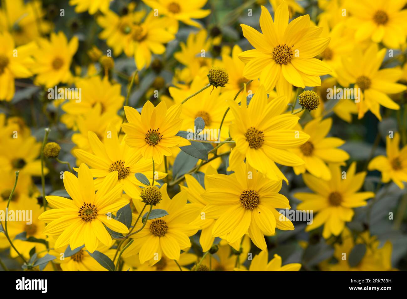 yellow flowers in a garden - natural summer background Stock Photo - Alamy