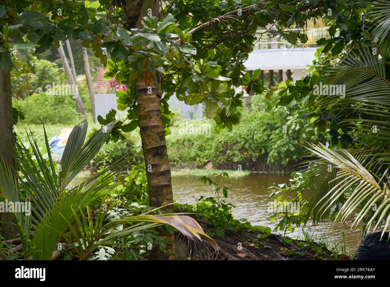 Palm trees on riverbank hi-res stock photography and images - Alamy