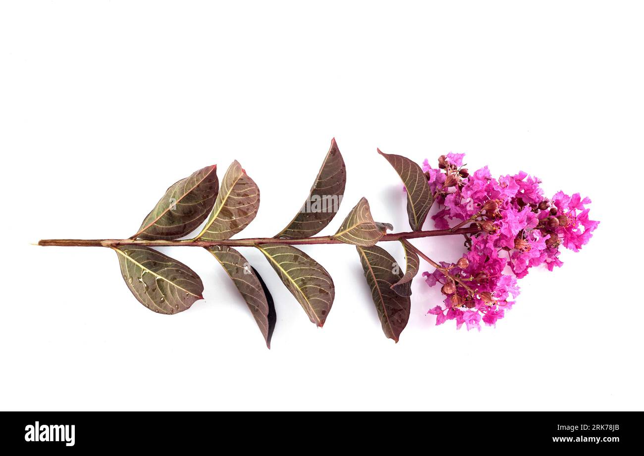 pink Lagerstroemia with purple leaf in a studio Stock Photo - Alamy