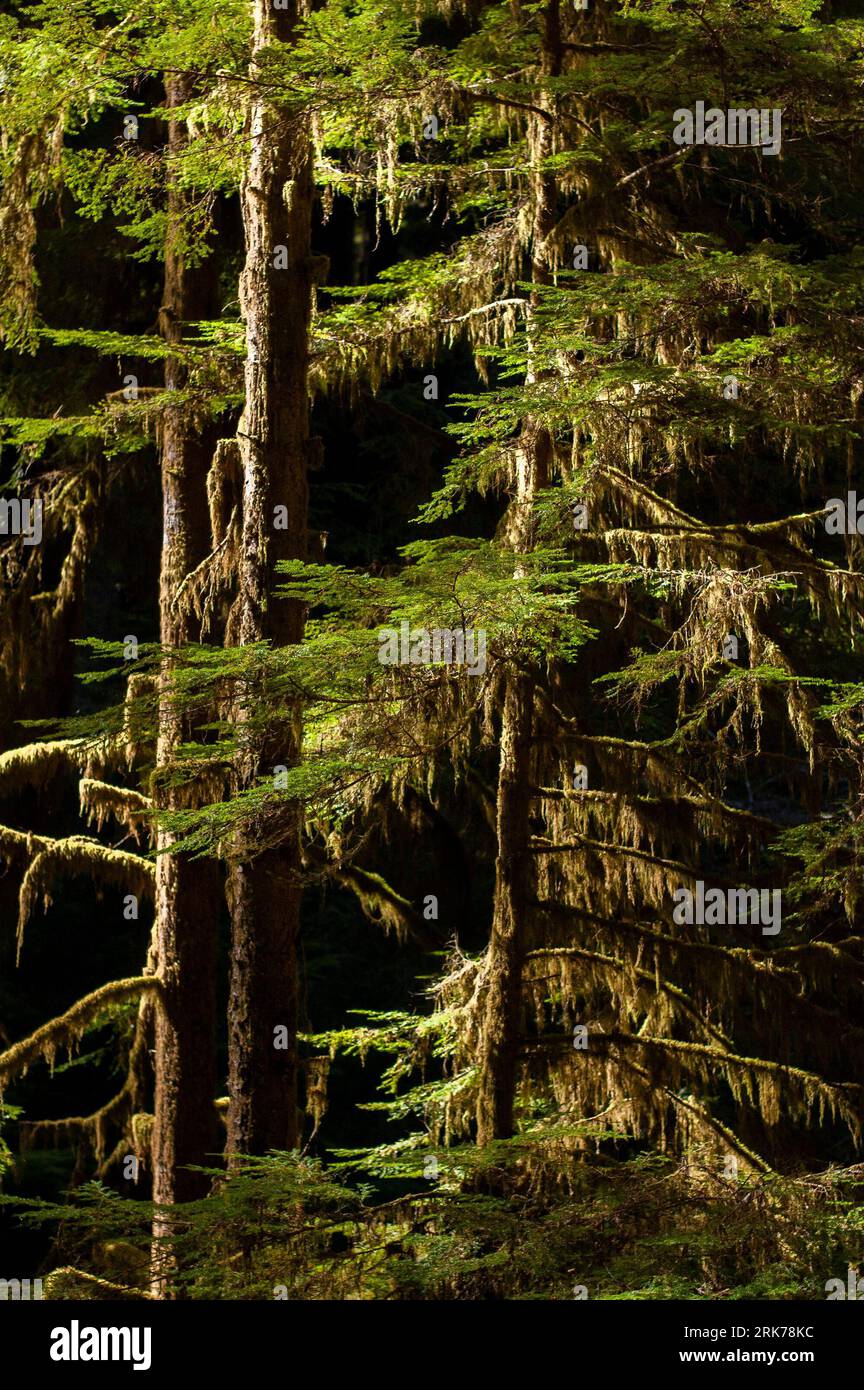 A lush, green forest with a variety of trees providing a canopy over a dense undergrowth of ...