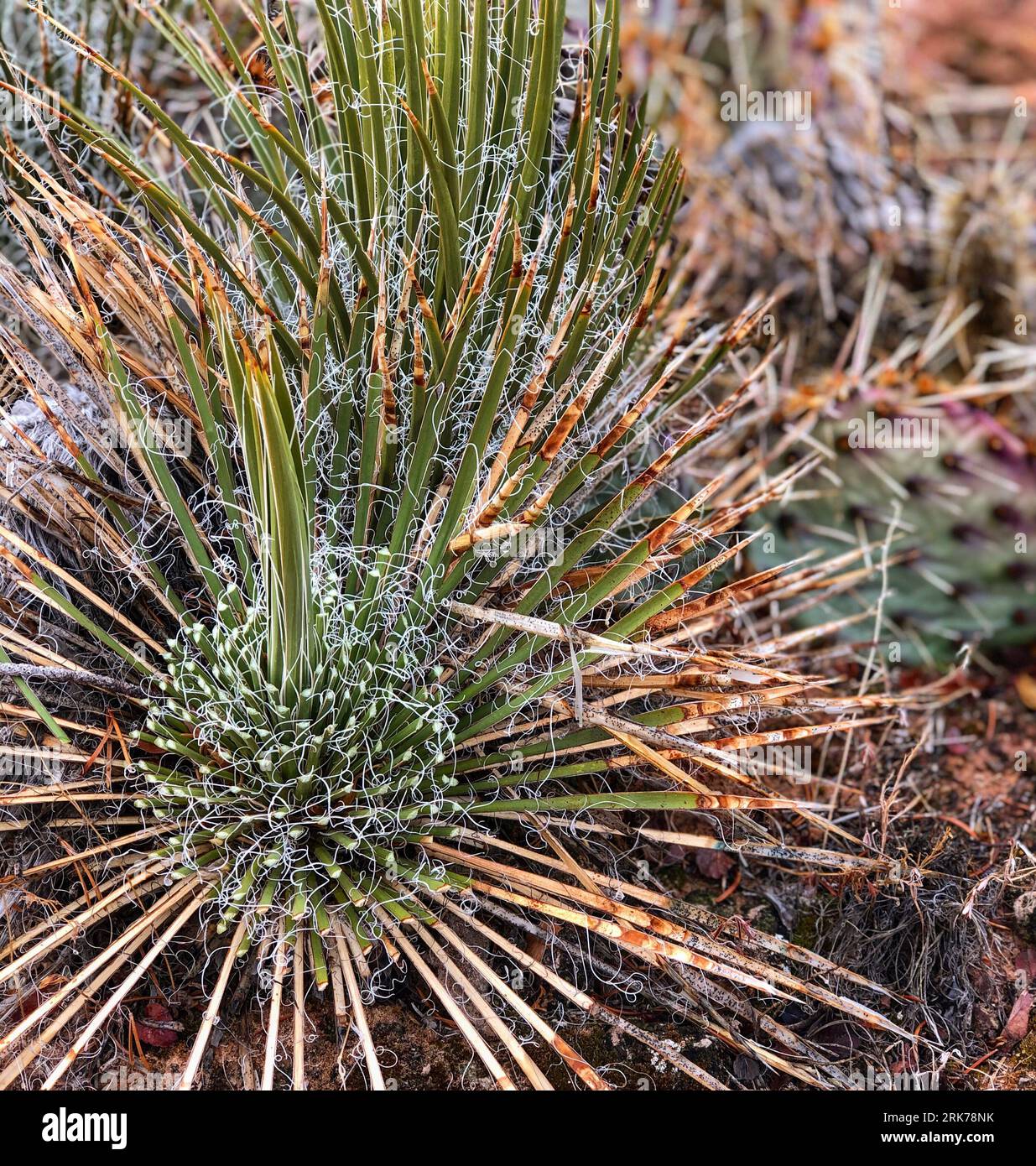 A close-up of a Agave geminiflora (Twin-flowered Agave Stock Photo - Alamy