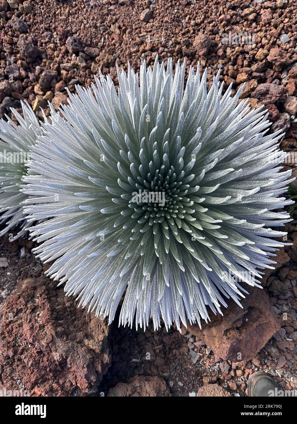 Silversword cactus hi-res stock photography and images - Alamy