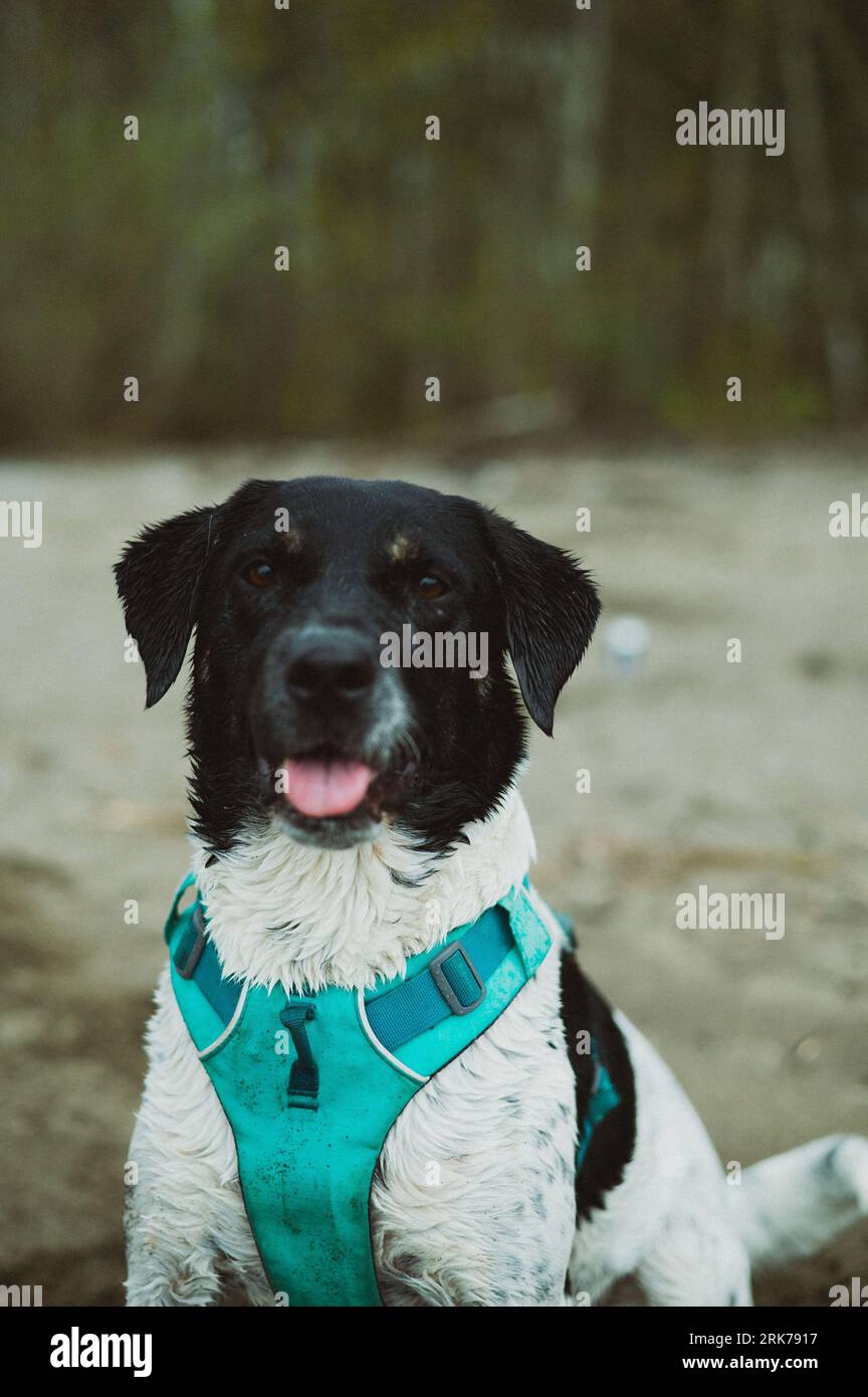 A Stabyhoun dog sitting on a beach, its tongue lolling out of its mouth ...