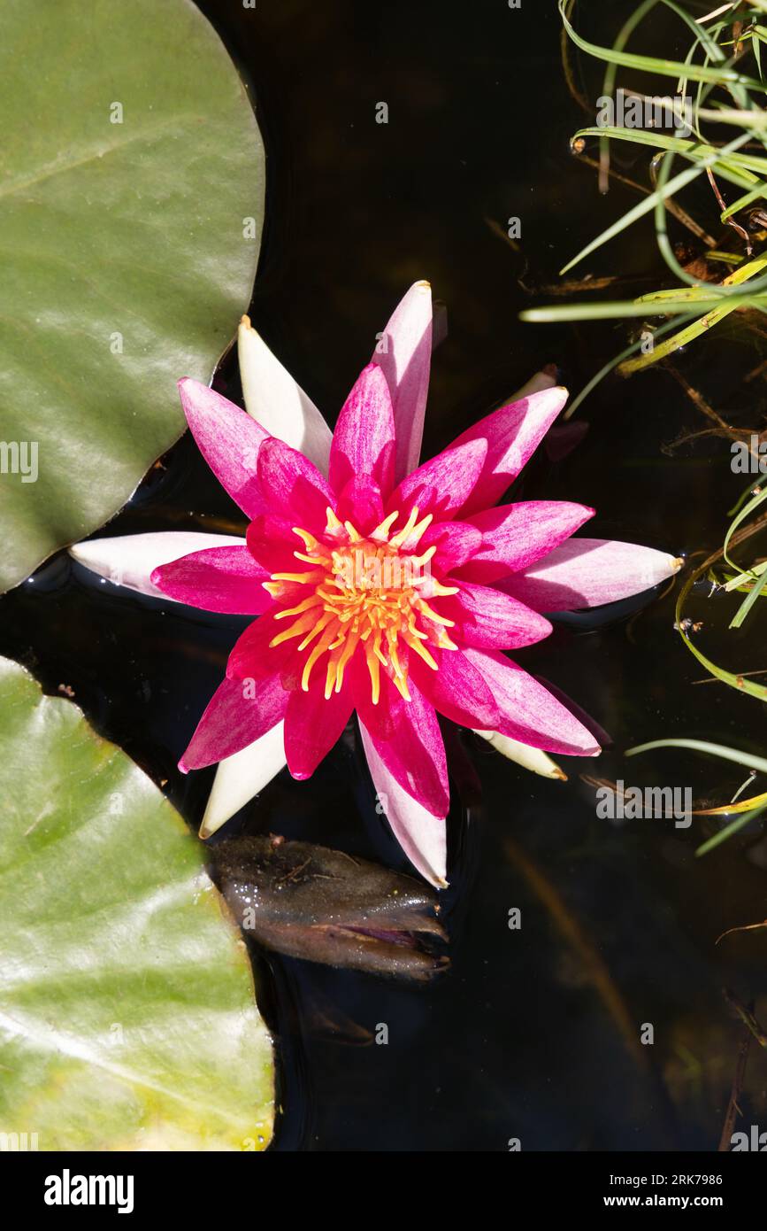 Pink flower of a water lily nymphaea hi-res stock photography and ...