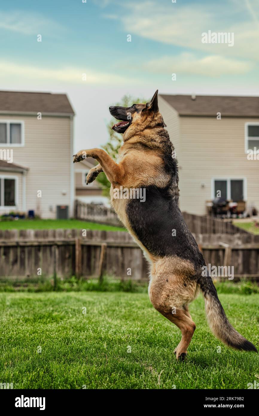 A large dog German shepherd playing in a lush green grassy lawn Stock ...