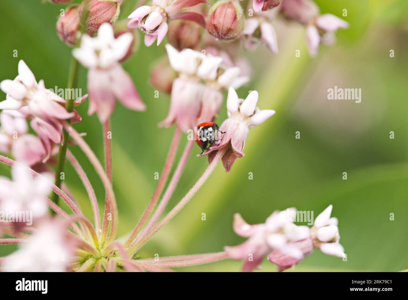 A bright and vibrant macro of a ladybug perched on a cluster of pink ...