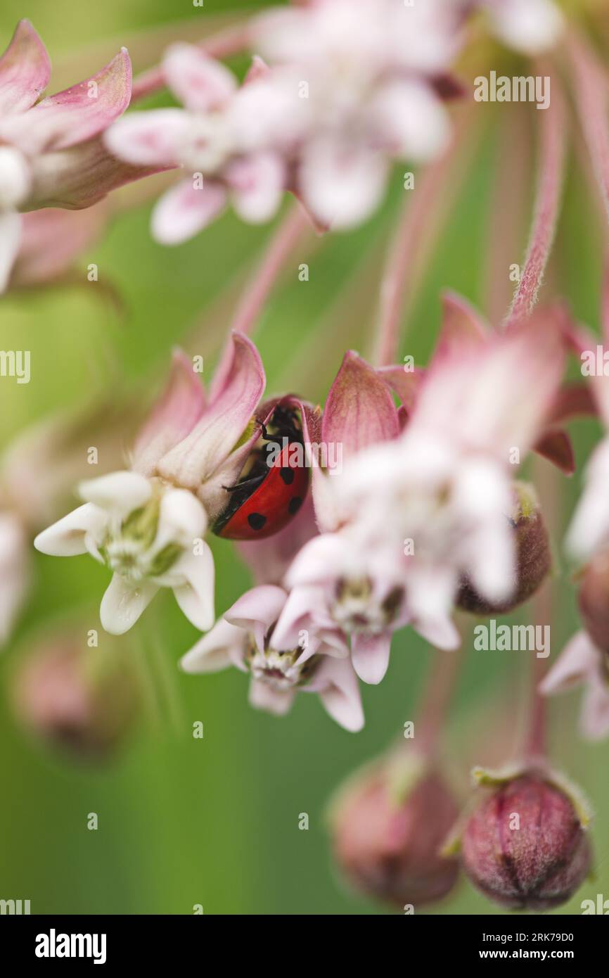 A bright and vibrant macro of a ladybug perched on a cluster of pink ...
