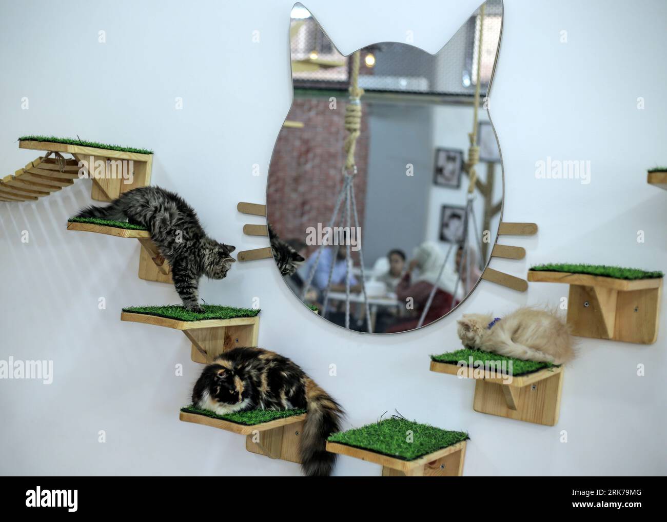 August 24, 2023, Gaza City, The Gaza Strip, Palestine: Cats at the MEOW ...