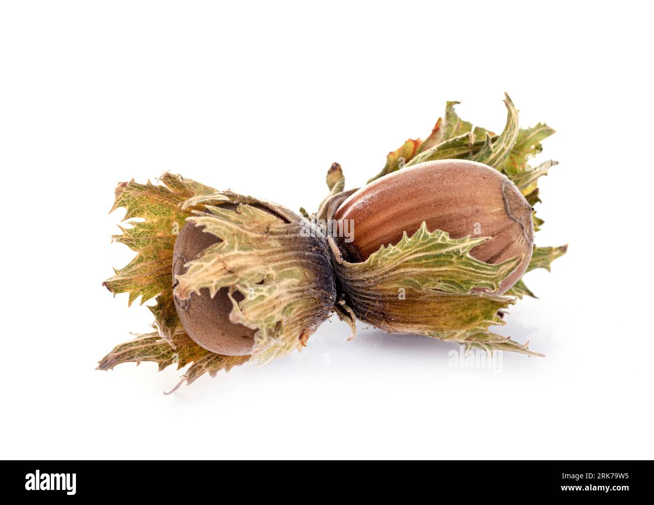 fresh hazelnuts in front of white background Stock Photo - Alamy