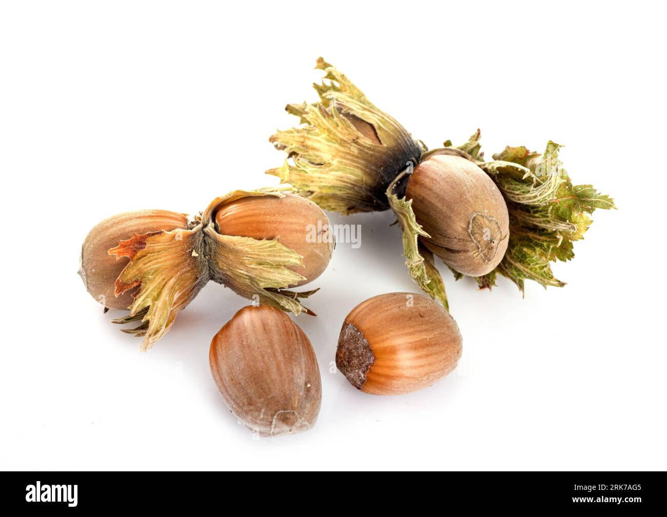 fresh hazelnuts in front of white background Stock Photo - Alamy