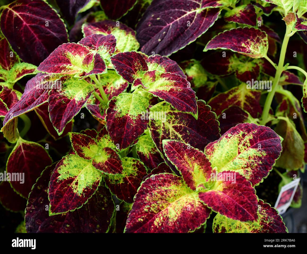 A vibrant potted Coleus scutellarioides plant with a mix of red and ...