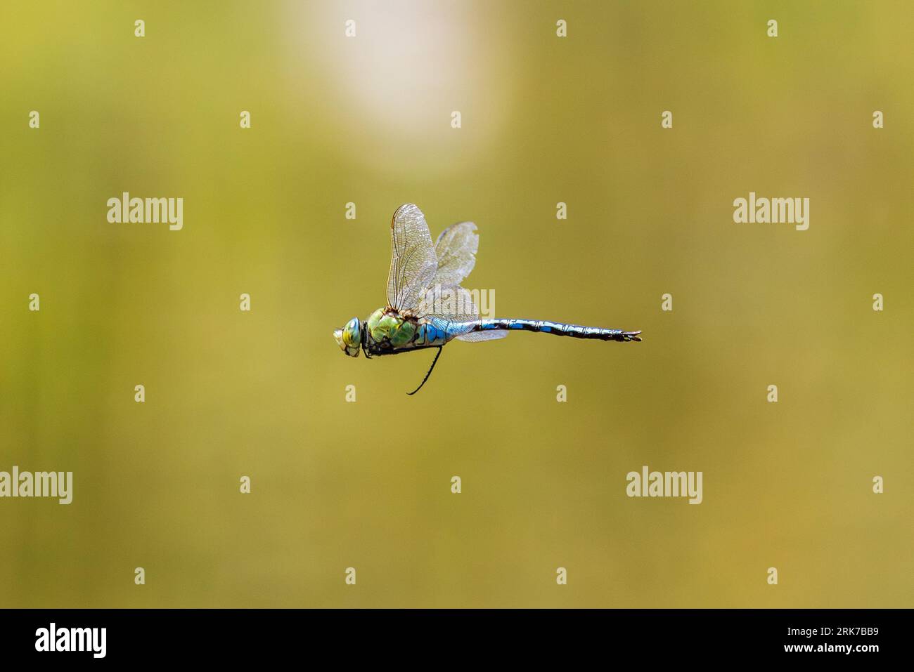 A beautiful Different-winged dragonfly (Anisoptera) flies gracefully in ...