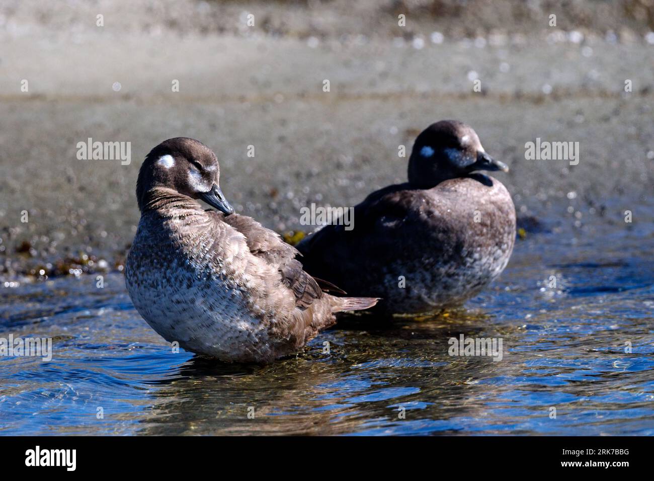 Female harlequin hi-res stock photography and images - Alamy
