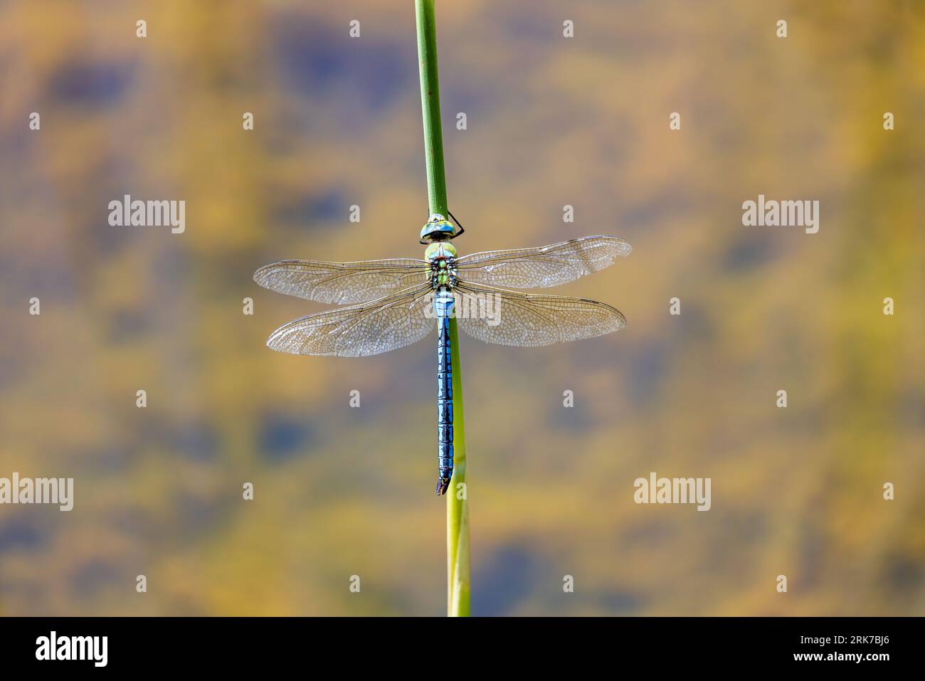 A beautiful Different-winged dragonfly (Anisoptera) perched on a plant ...
