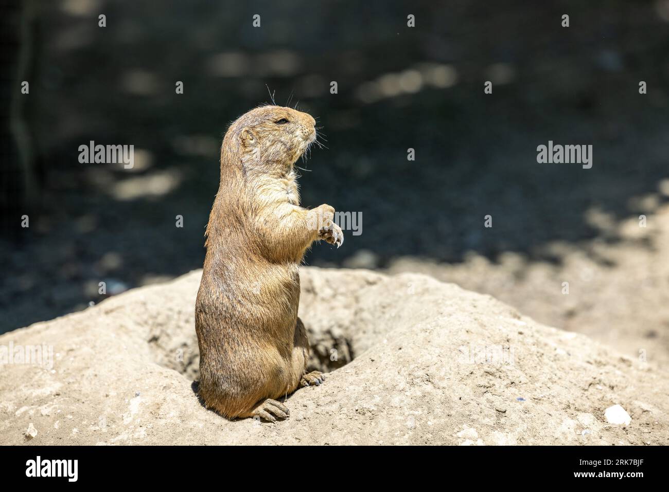 A curious Mexican prairie dog (Cynomys mexicanus) standing upright ...