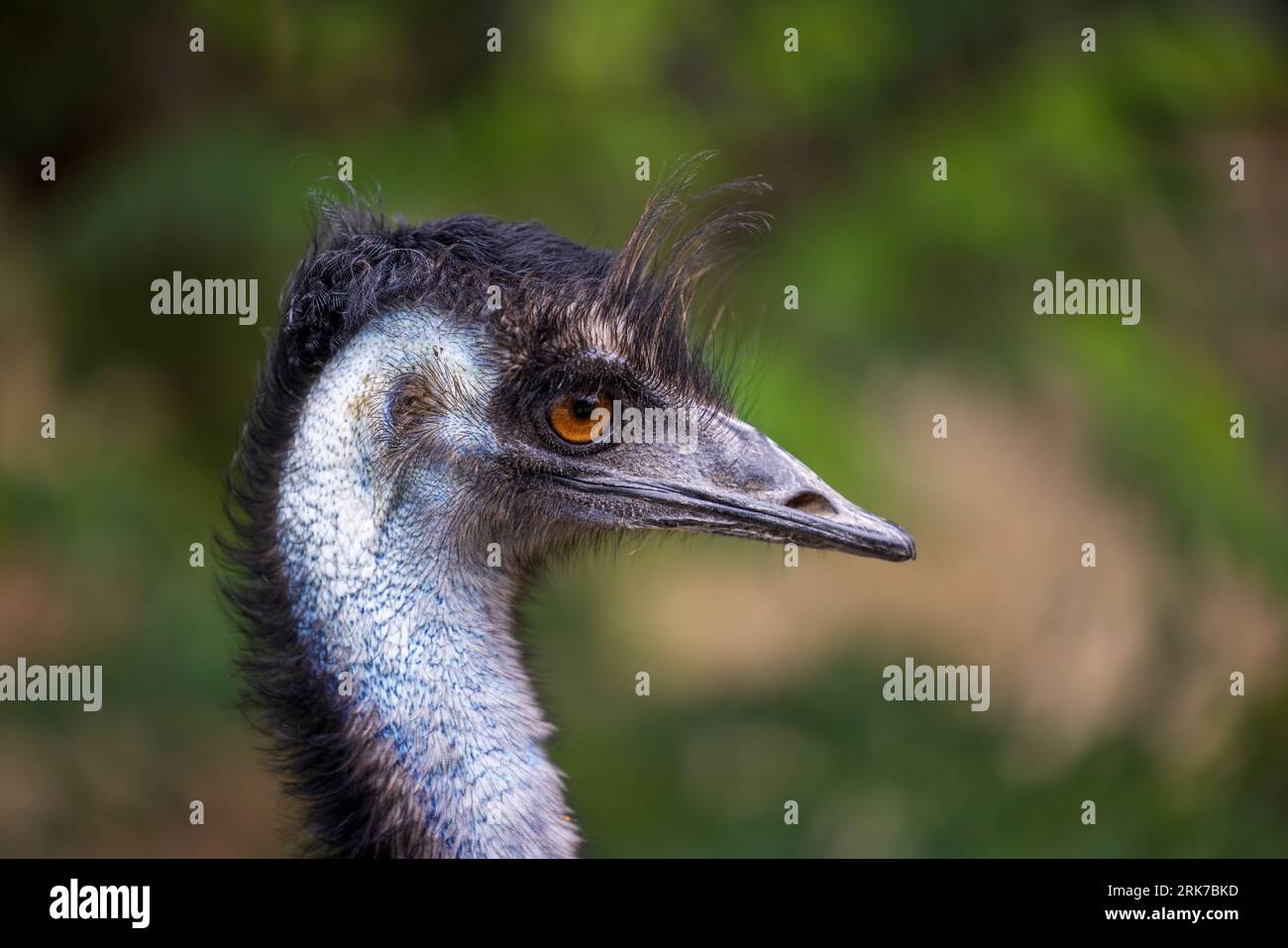 A large Emu (Dromaius novaehollandiae) captured in a portrait-style ...