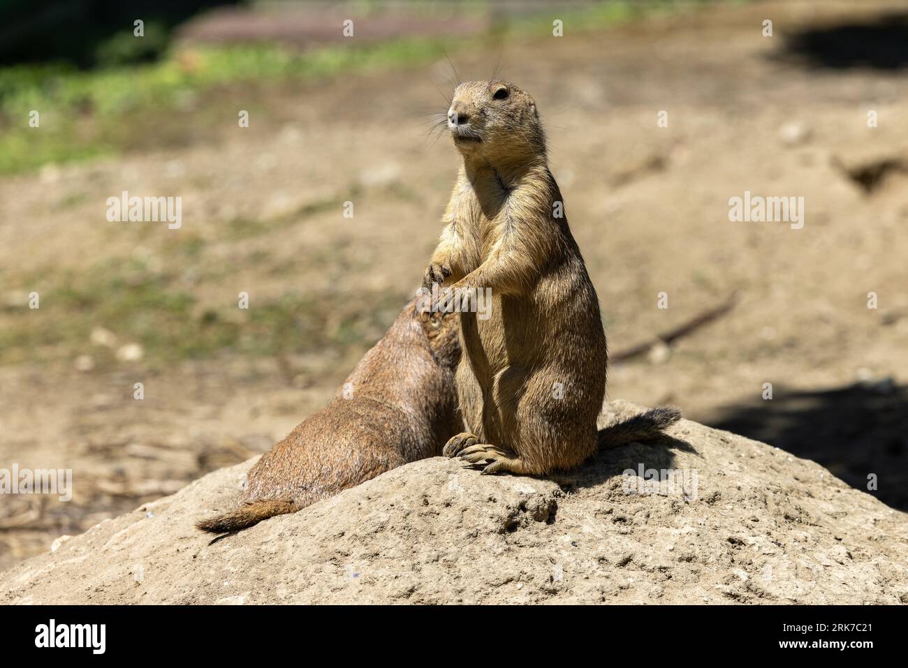 A curious Mexican prairie dog (Cynomys mexicanus) standing upright ...