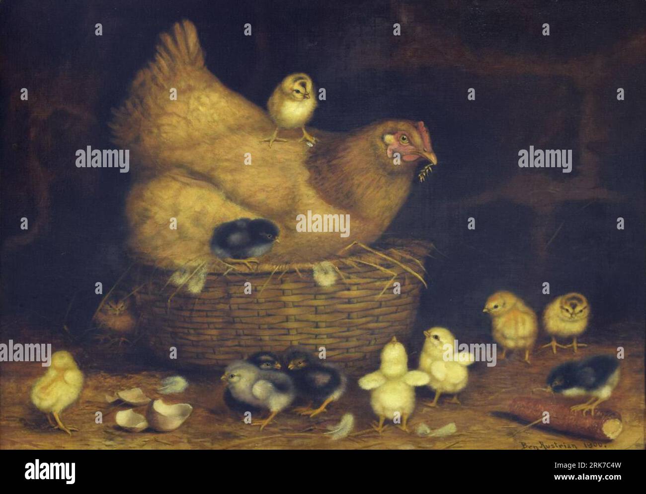 Hen with Twelve Chicks 1900 by Ben Austrian Stock Photo - Alamy