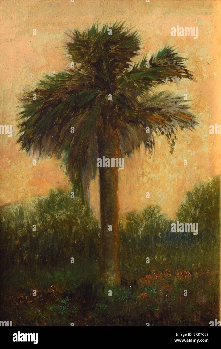 Palm Tree between circa 1905 and circa 1920 by Ben Austrian Stock Photo ...