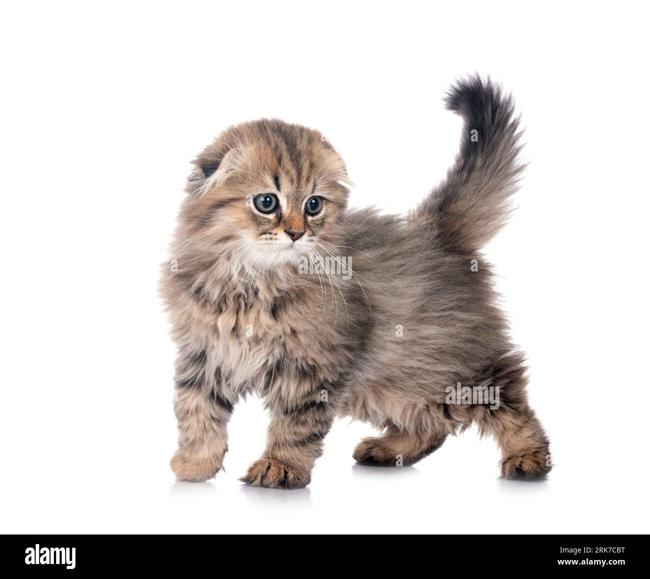 Longhair highland scottish fold hi-res stock photography and images - Alamy