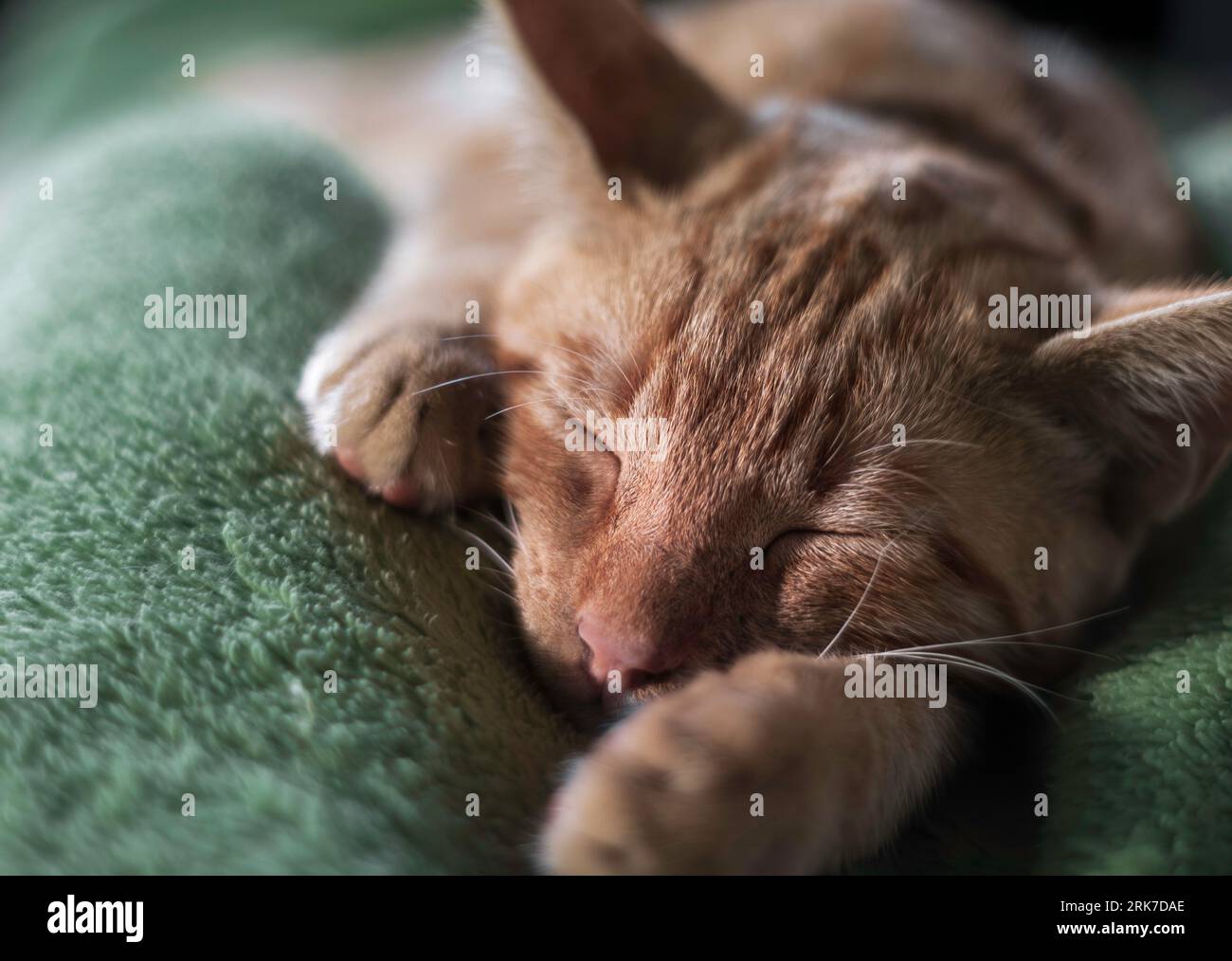 Ginger cat on soft hi-res stock photography and images - Alamy