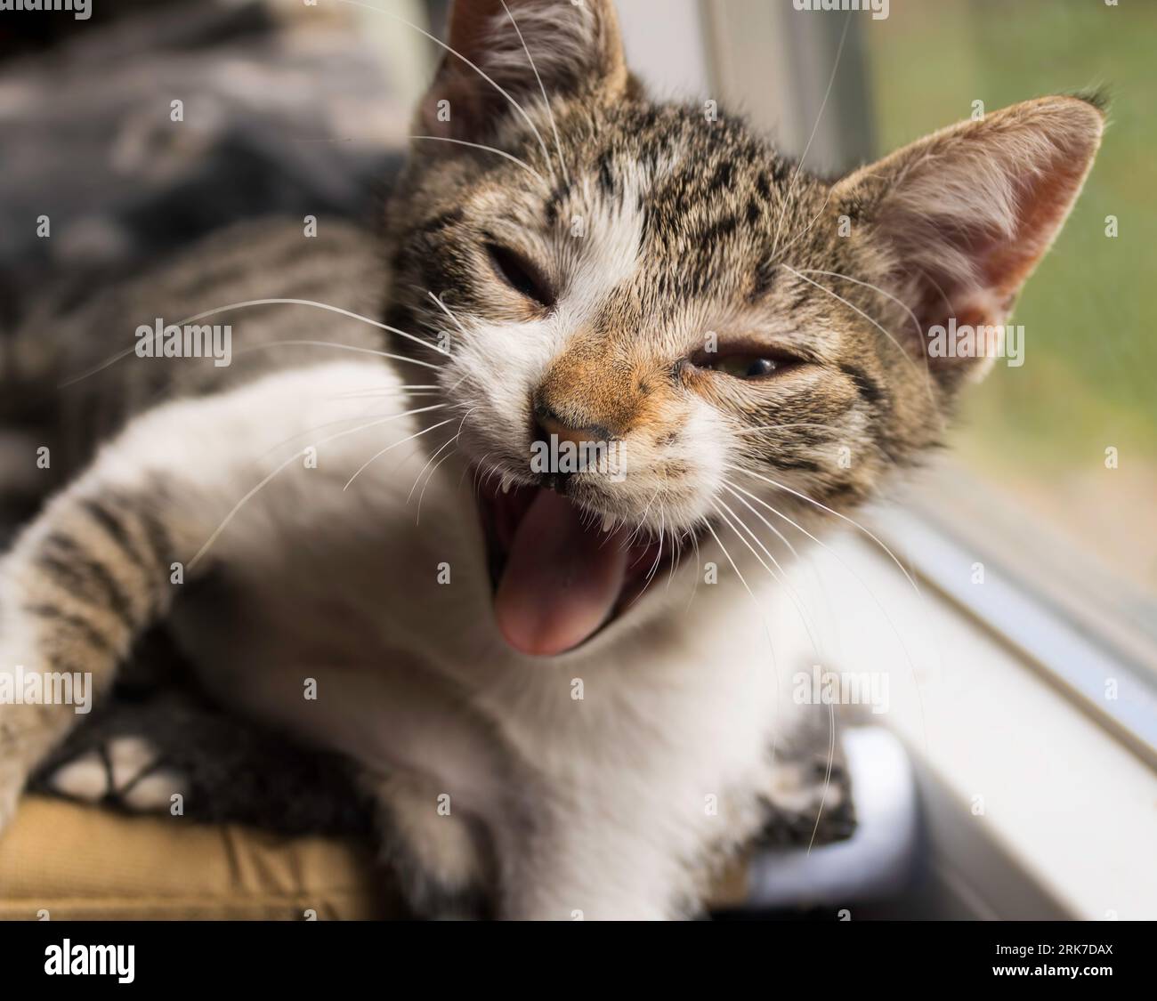 Yawning kitten hi-res stock photography and images - Alamy