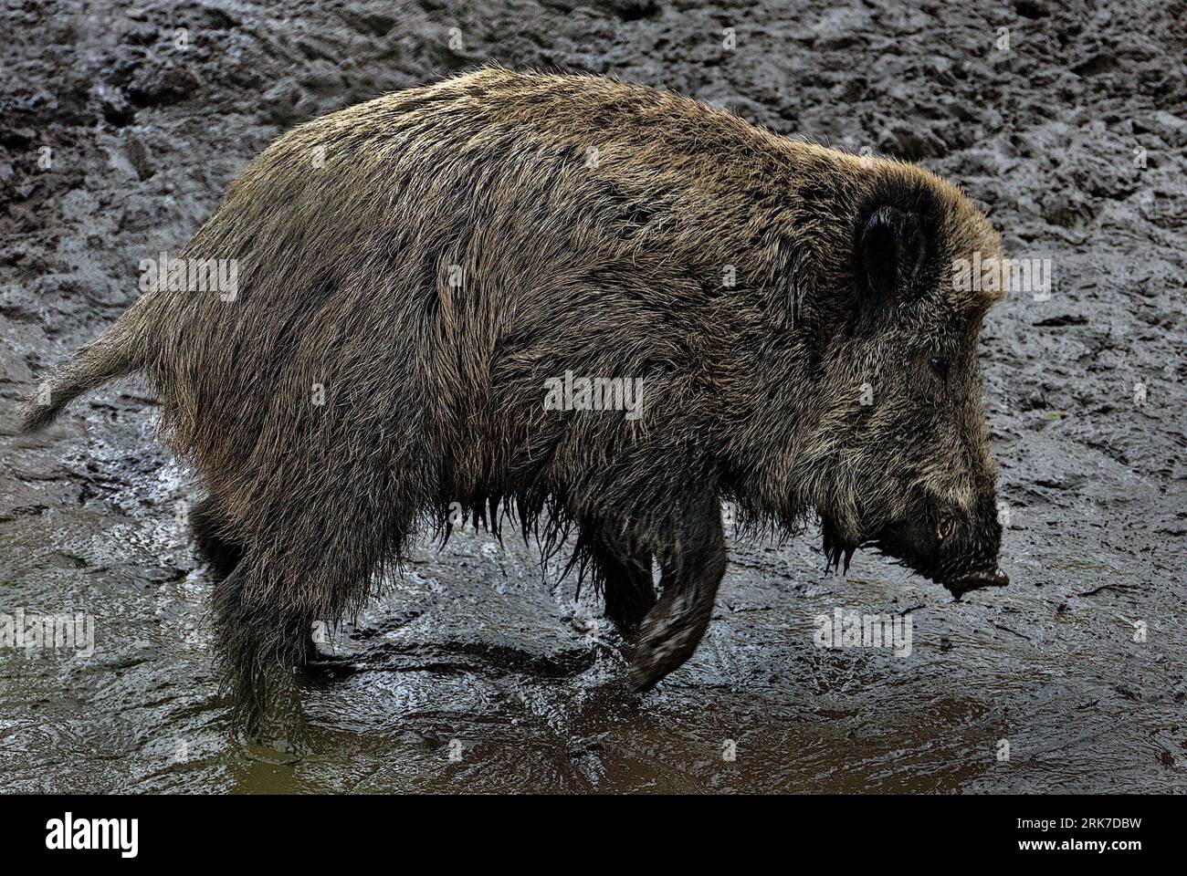 A wild boar stands in the shallow water at the mouth of a muddy river ...