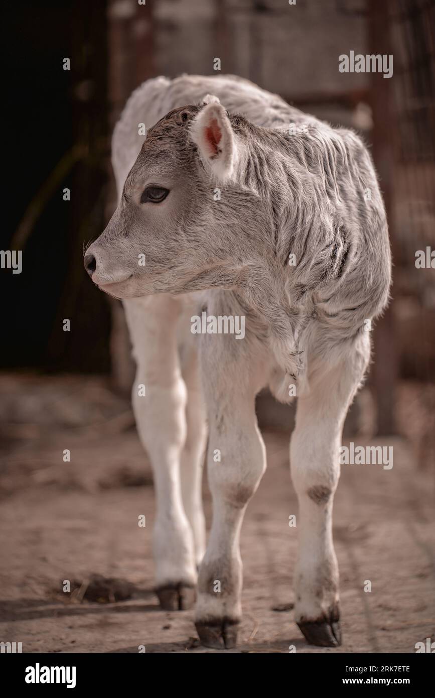 An adorable gray and white calf on a rural farm Stock Photo - Alamy
