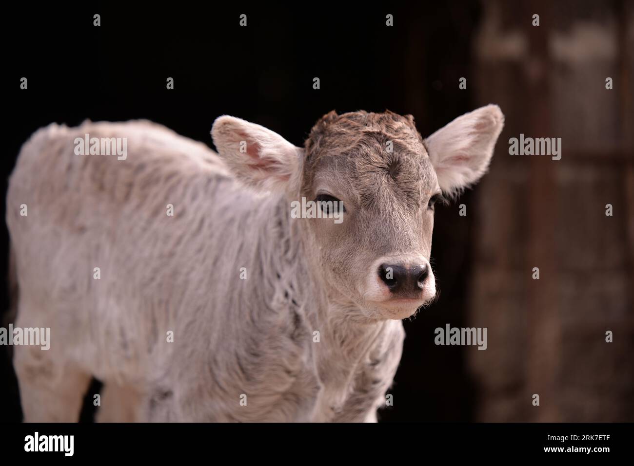 An adorable gray and white calf on a rural farm Stock Photo - Alamy