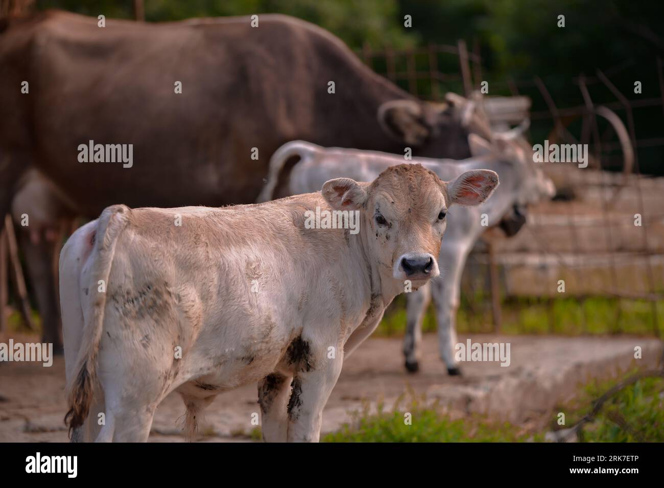 An adorable gray and white calf on a rural farm Stock Photo - Alamy