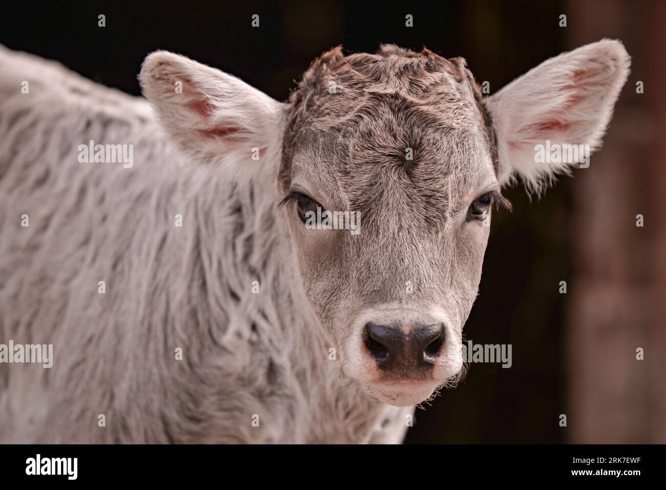 An adorable gray and white calf on a rural farm Stock Photo - Alamy